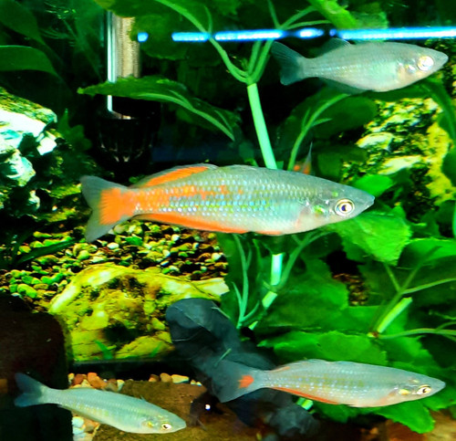 Parkinsoni Rainbow 3"+ Pair | Blue Hook Aquatics