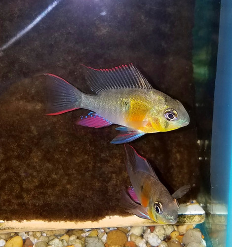 Bolivian Ram 1.75-2" | Blue Hook Aquatics