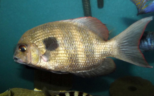 Pinstripe Damba 1.25-1.5" | Blue Hook Aquatics