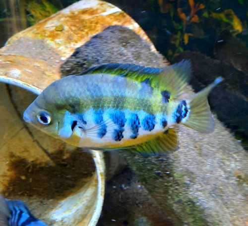 Archocenctrus centrarchus 3-4" | Blue Hook Aquatics