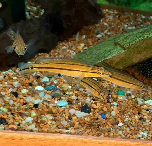 Xingu 1 Orange pike 2.75"+ | Blue Hook Aquatics
