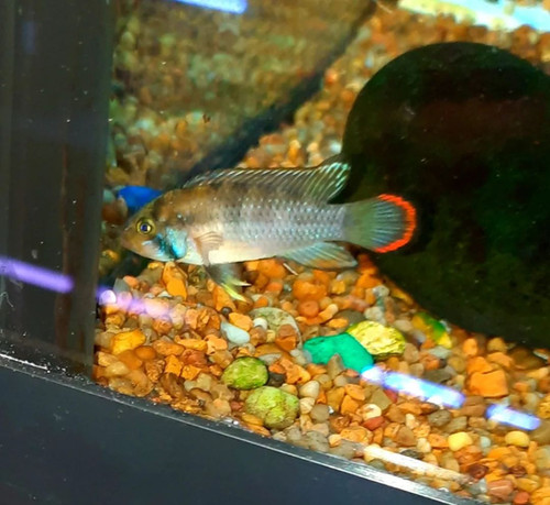 Apisto Nijsseni 1.25-1.5" PR | Blue Hook Aquatics