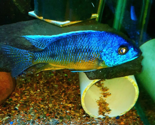 Protomelas Insignis | Blue Hook Aquatics