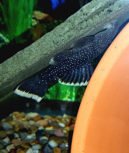 Spectracanthicus murinus 3.5" | Blue Hook Aquatics