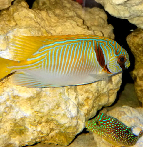 Blue and Gold Rabbitfish 3.75" | Blue Hook Aquatics