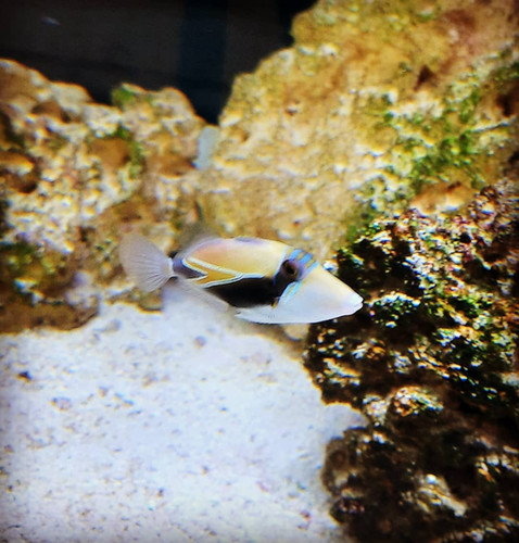 Rectangle Trigger 2.25" | Blue Hook Aquatics
