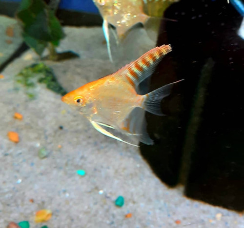 Red Head Diamond Angel 1.75" body | Blue Hook Aquatics