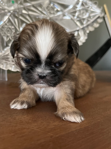 Yalini | Nutmeg Farms