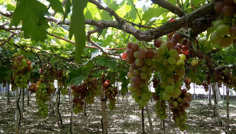 Grape Picking & Vineyard Visit - Bauang, La Union