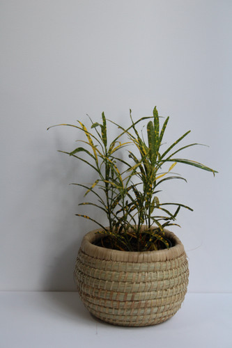 Croton Gold Finger | Rays Retail Nursery