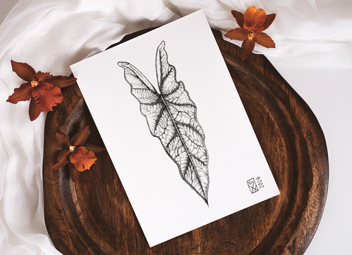 Alocasia Dragon's Breath (Art Picture) | Rays Retail Nursery