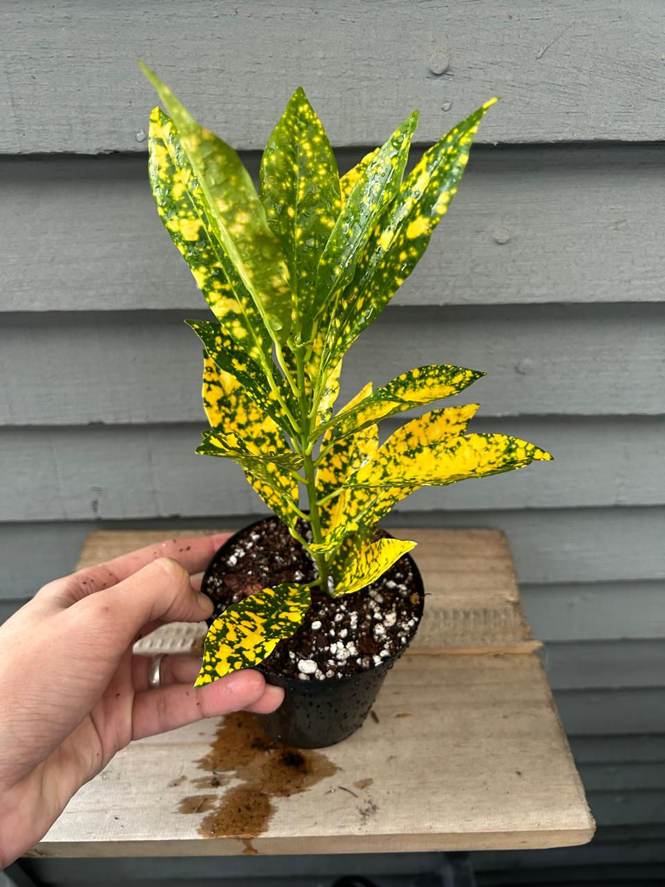 All Products | Rays Retail Nursery