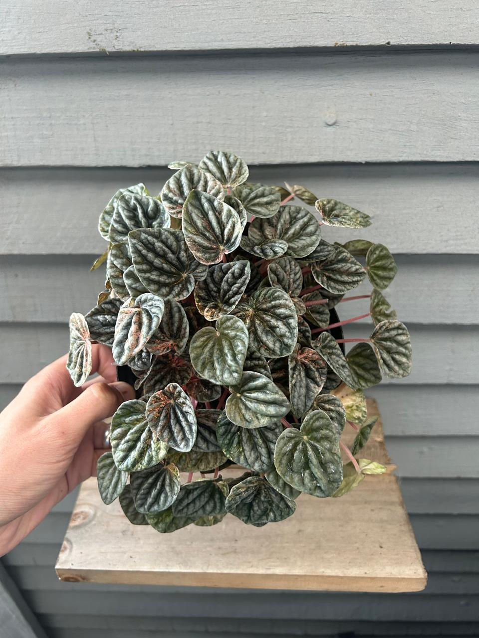 All Products | Rays Retail Nursery