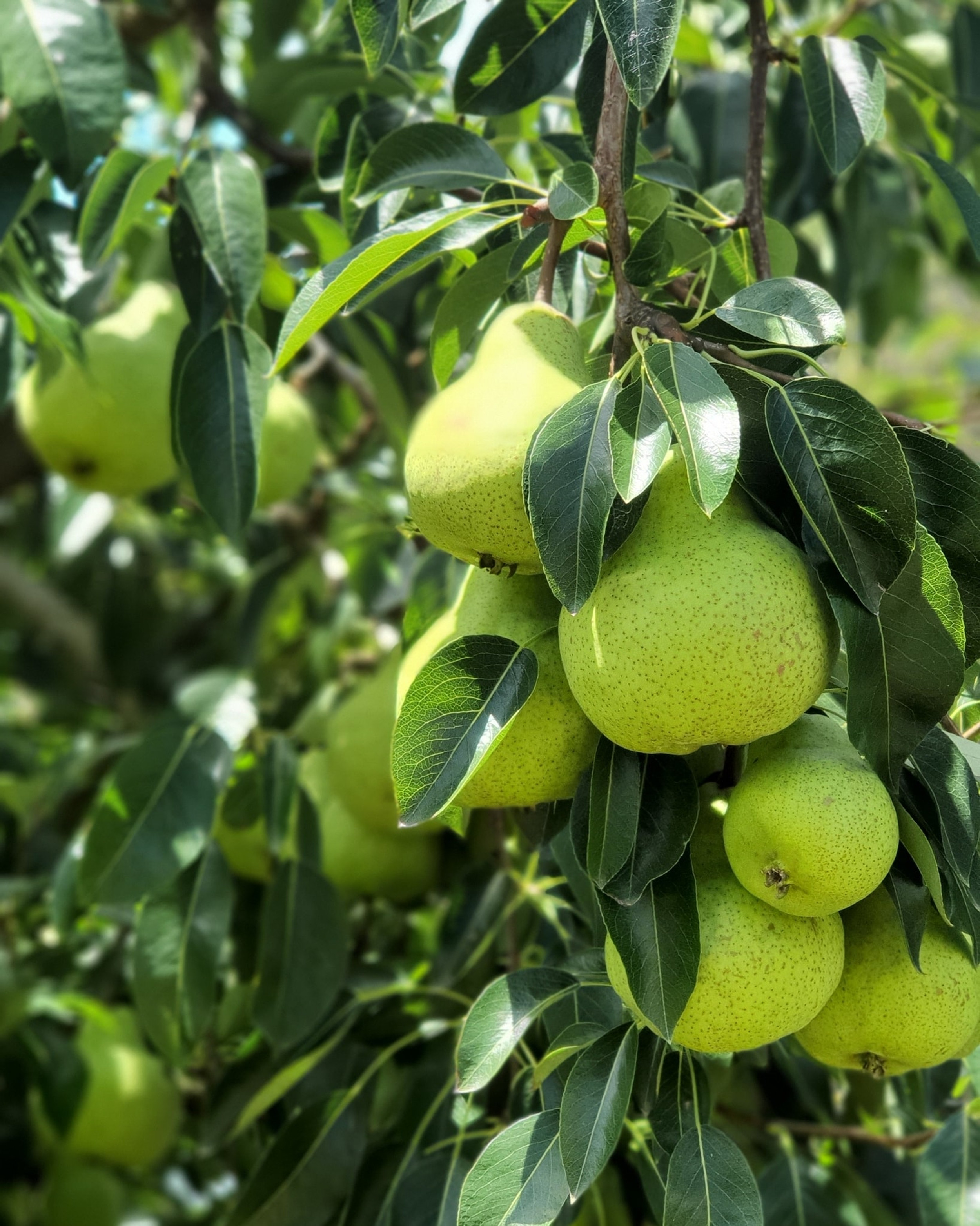 Pick Your Own Fruit | Bells Line of Road