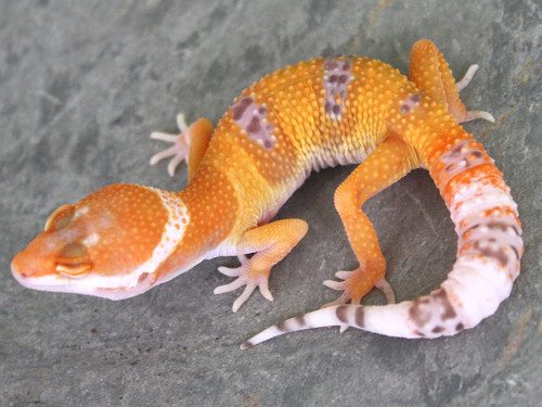 Sunglow Blood Bell Carrot Tail | Camaleonides