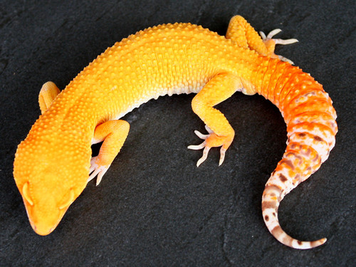 Sunglow Blood Bell | Camaleonides