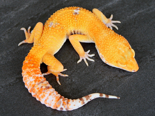 Sunglow Blood Bell Carrot Tail | Camaleonides