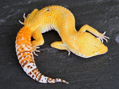 Sunglow Blood Bell | Camaleonides