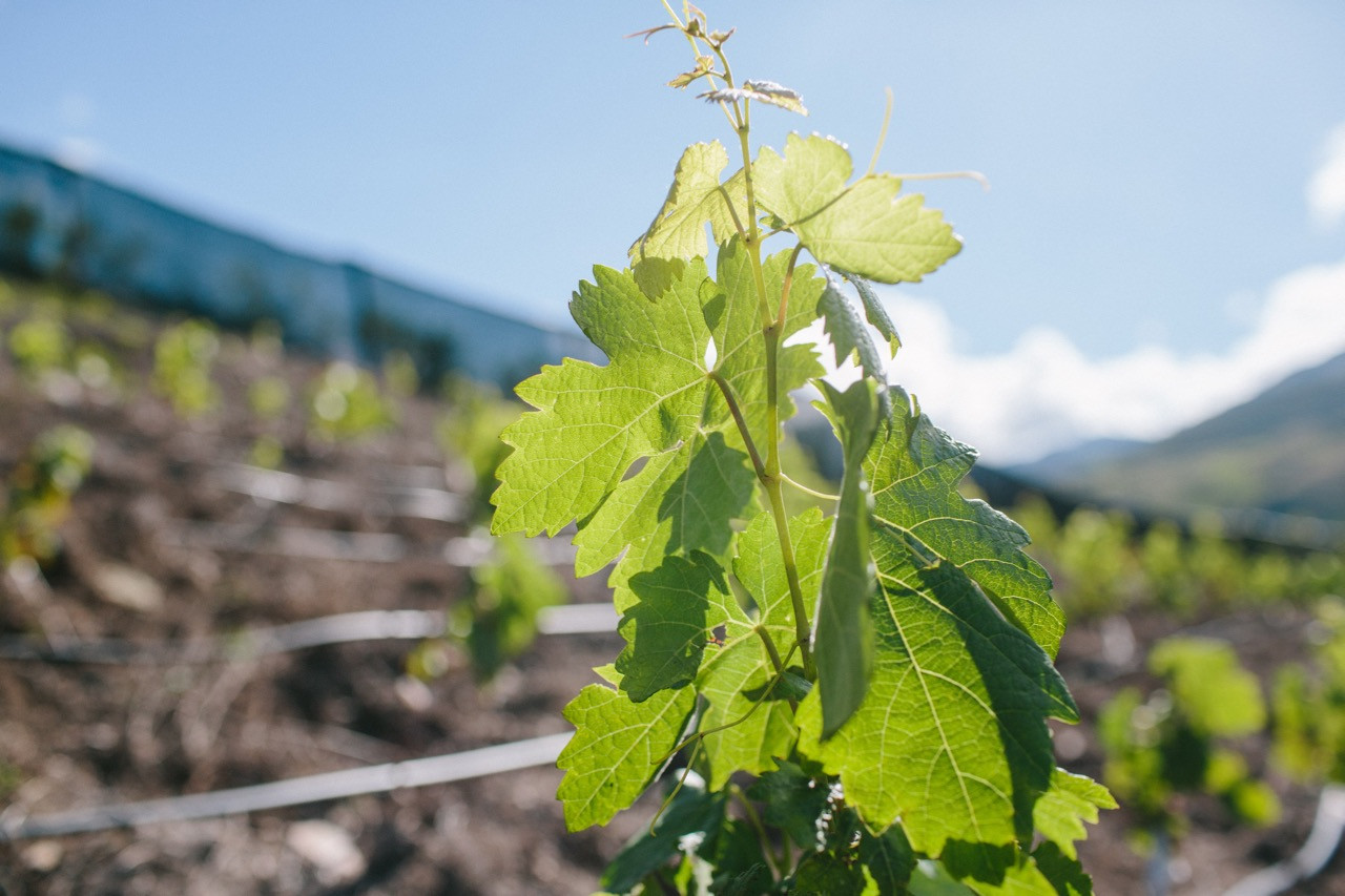 Premium Craft Peruvian Wine | Curahuasi, Peru | Apu Winery & Vineyards