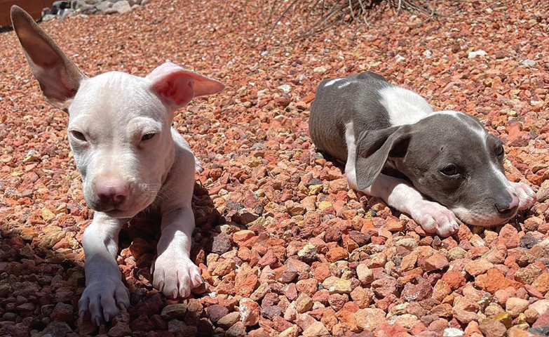 Twenty-two dogs rescued from neglect case need new homes