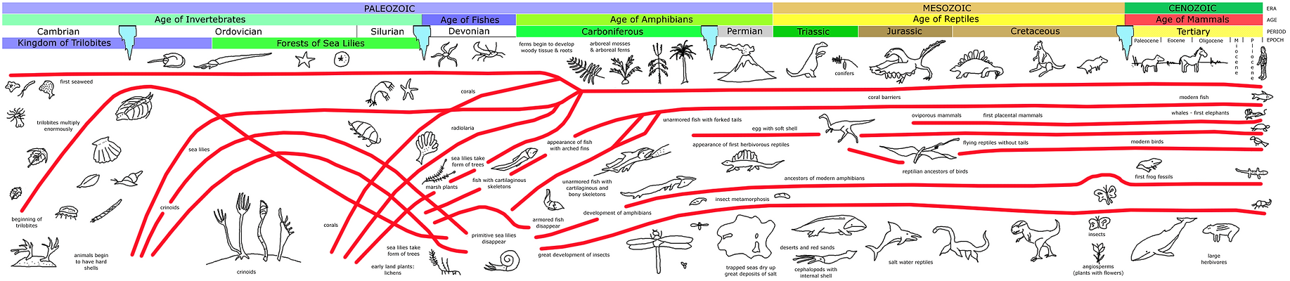 Montessori Teachers Collective | Timeline of Life