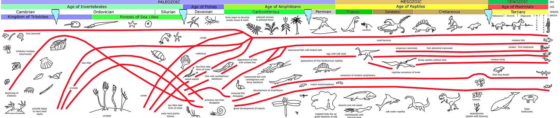 Montessori Teachers Collective | Timeline of Life