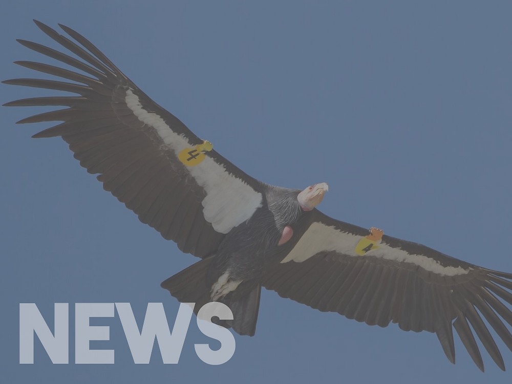 Watch California Condors take their first flights in the wild
