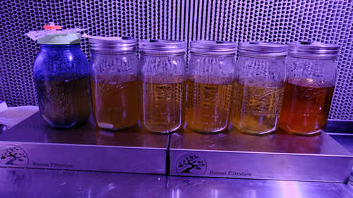 Liquid Culture Kit | Mycelium Work