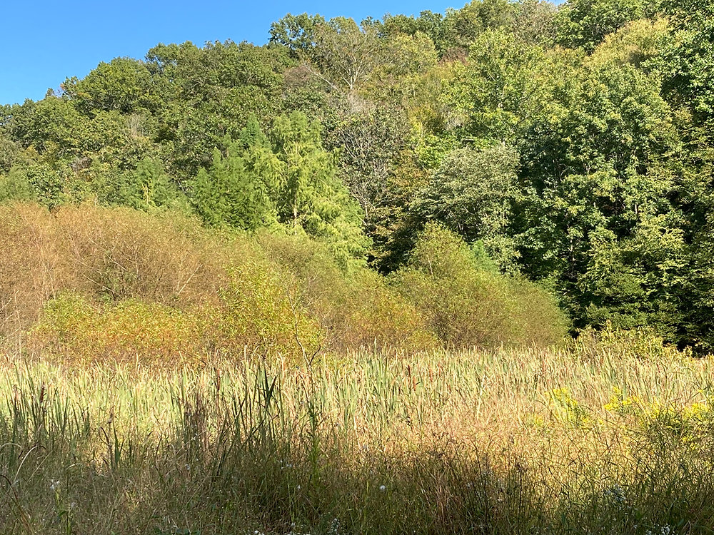 Biodiversity starts at home - plant native plants!