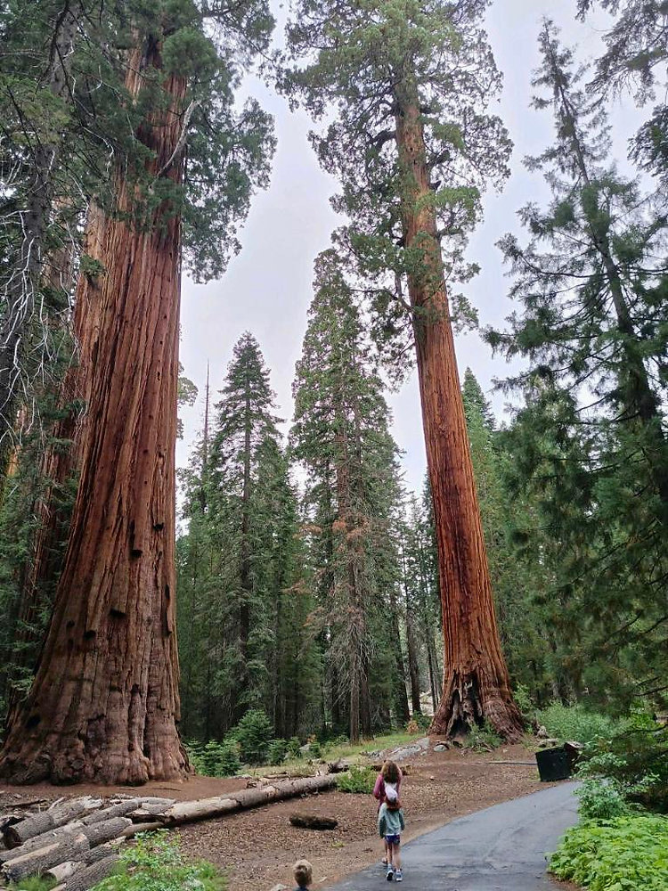 Be a Redwood