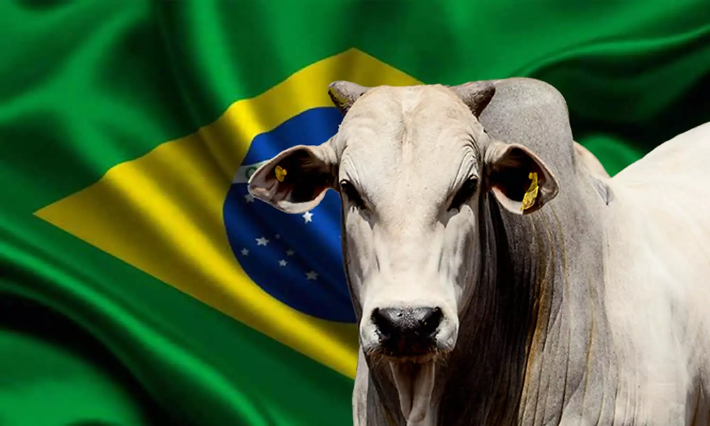 Saiba como funciona a Pecuária Brasileira no mundo