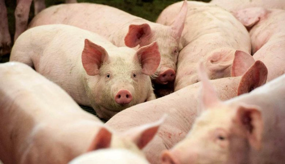 A exportação de carne suína no Brasil