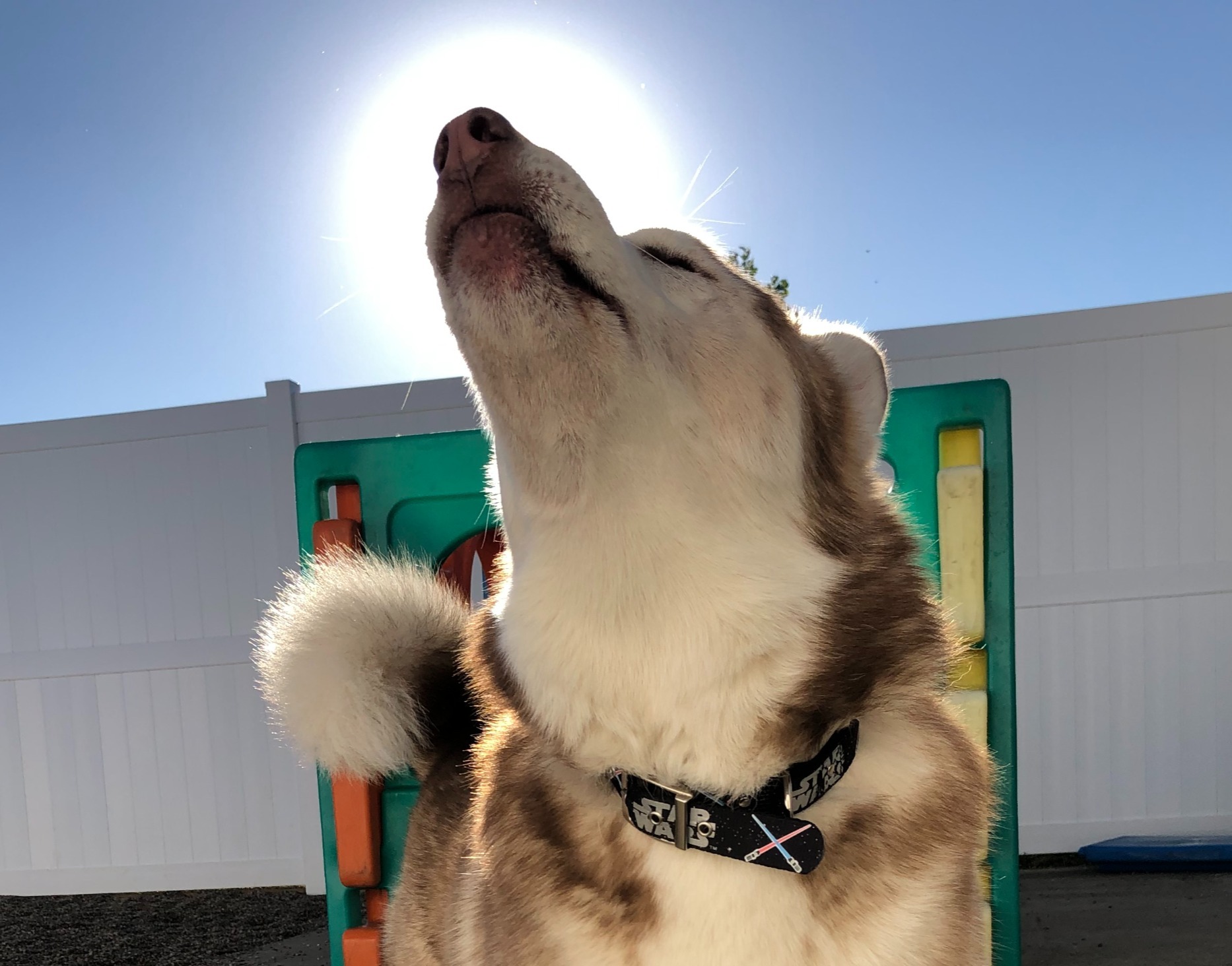 Pawz & Play Dog Daycare and Boarding Services, LLC.