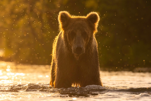 Alaskan Gold | Chase Dekker Images