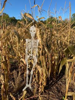 Pumpkin Patch | Squarecrows | England