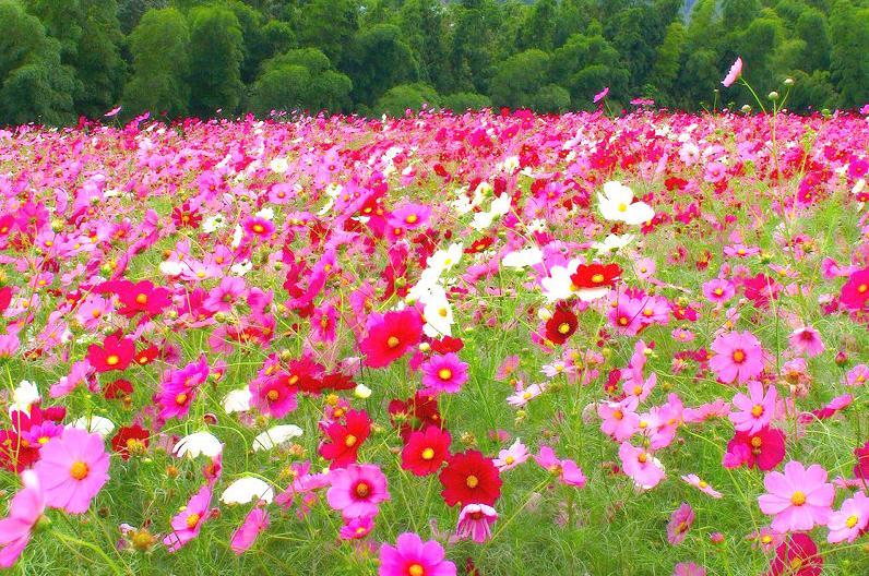 gibberish stories: Flowers