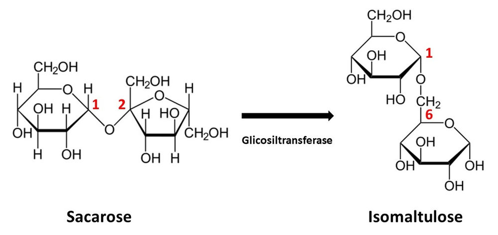 Produção de isomaltulose: um potencial substituto à sacarose