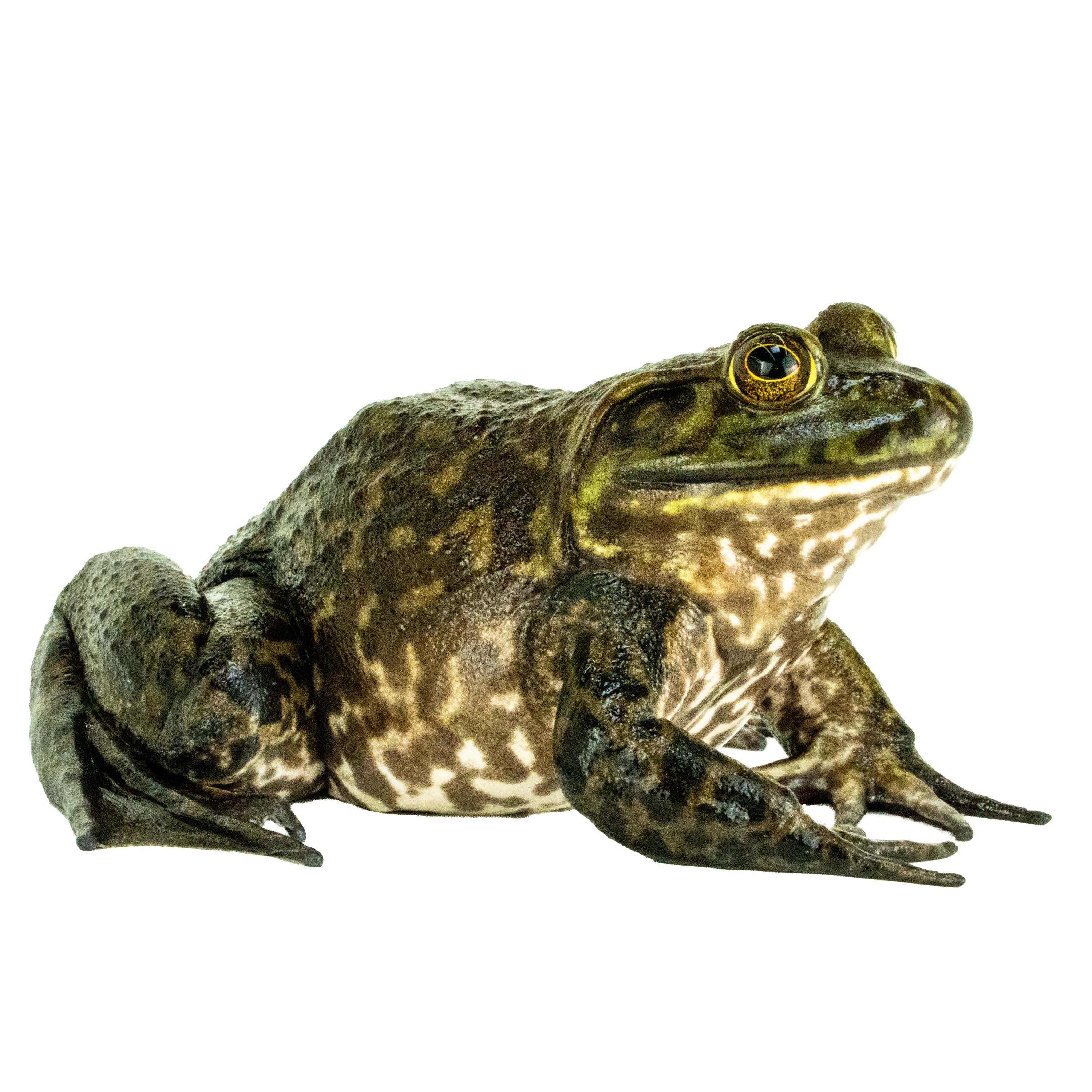 Bullfrogs - Ecosystem Catastrophe | My Nature Lab