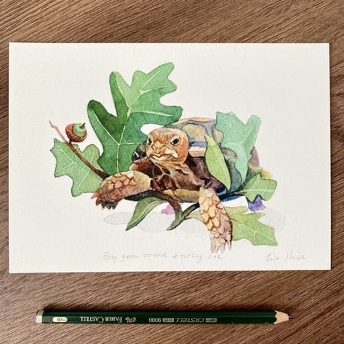 Baby Gopher Tortoise and Turkey Oak small print | Kim Heise