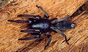 Common Spiders in Australia | Just Spiders