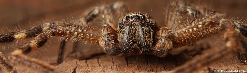 Bird Eating Spider | Spiderzrule | Australia