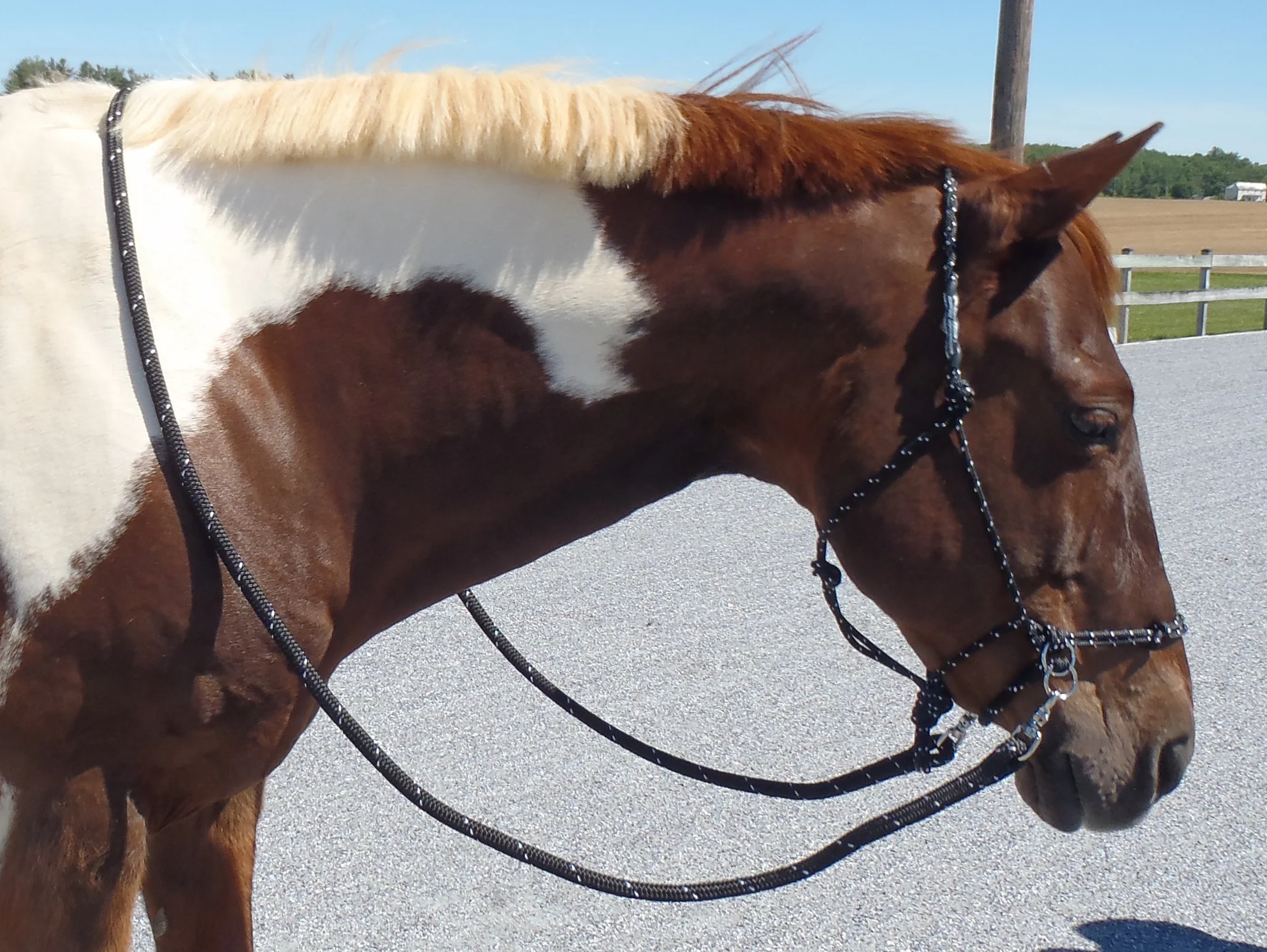 Reins | AH with Scott Purdum