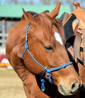 Bitless Halter Bridle | Comfortable Horse Training and Riding Tool
