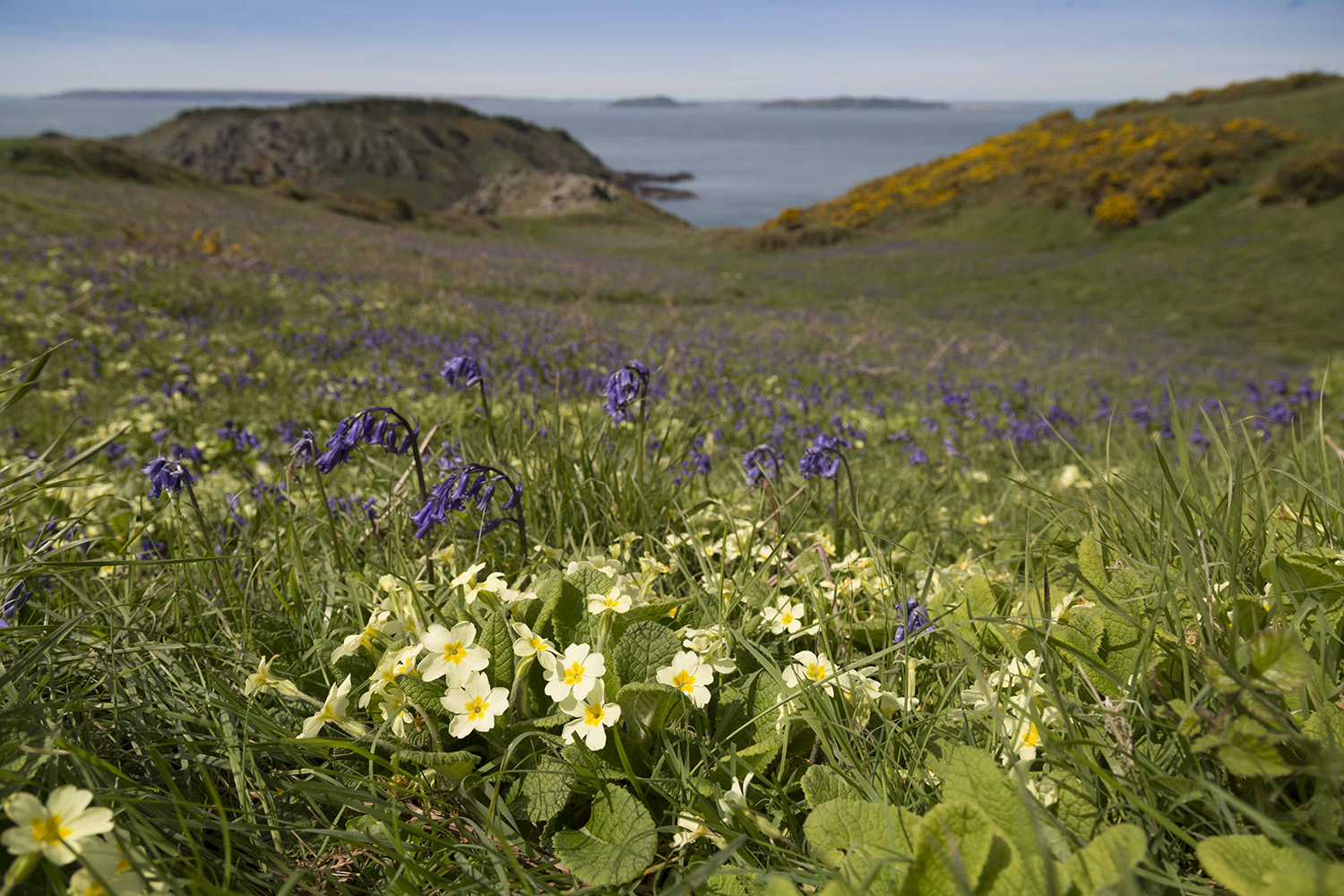 Home | La Société Sercqauise The Sark Society