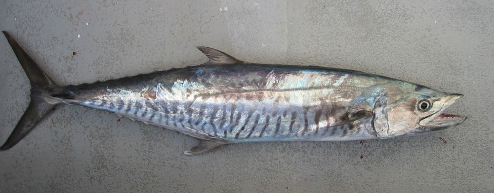 Ensuring a sustainable future for Queensland’s Spanish mackerel