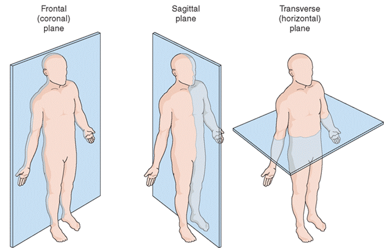 Sagittal Plane Movements