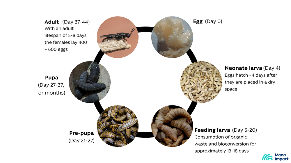 A primer on the Black Soldier Fly Market in Asia