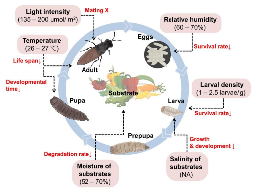A primer on the Black Soldier Fly Market in Asia