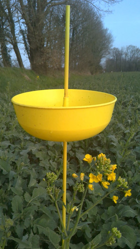 KIT PIEGE CHROMATIQUE JAUNE x100 | Signe Nature