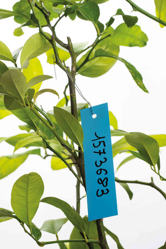 ETQ SUSP PVC 30MM 120MM ORANGE x100 | Signe Nature